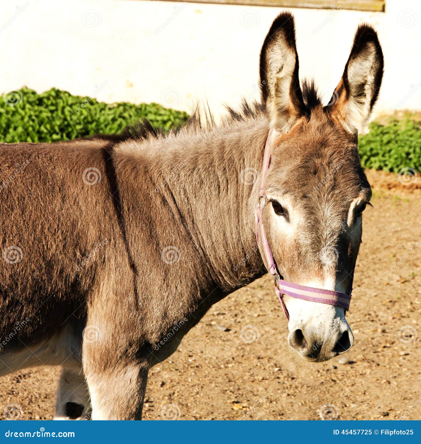Donkey head stock image. Image of domestic, view, looking - 45457725