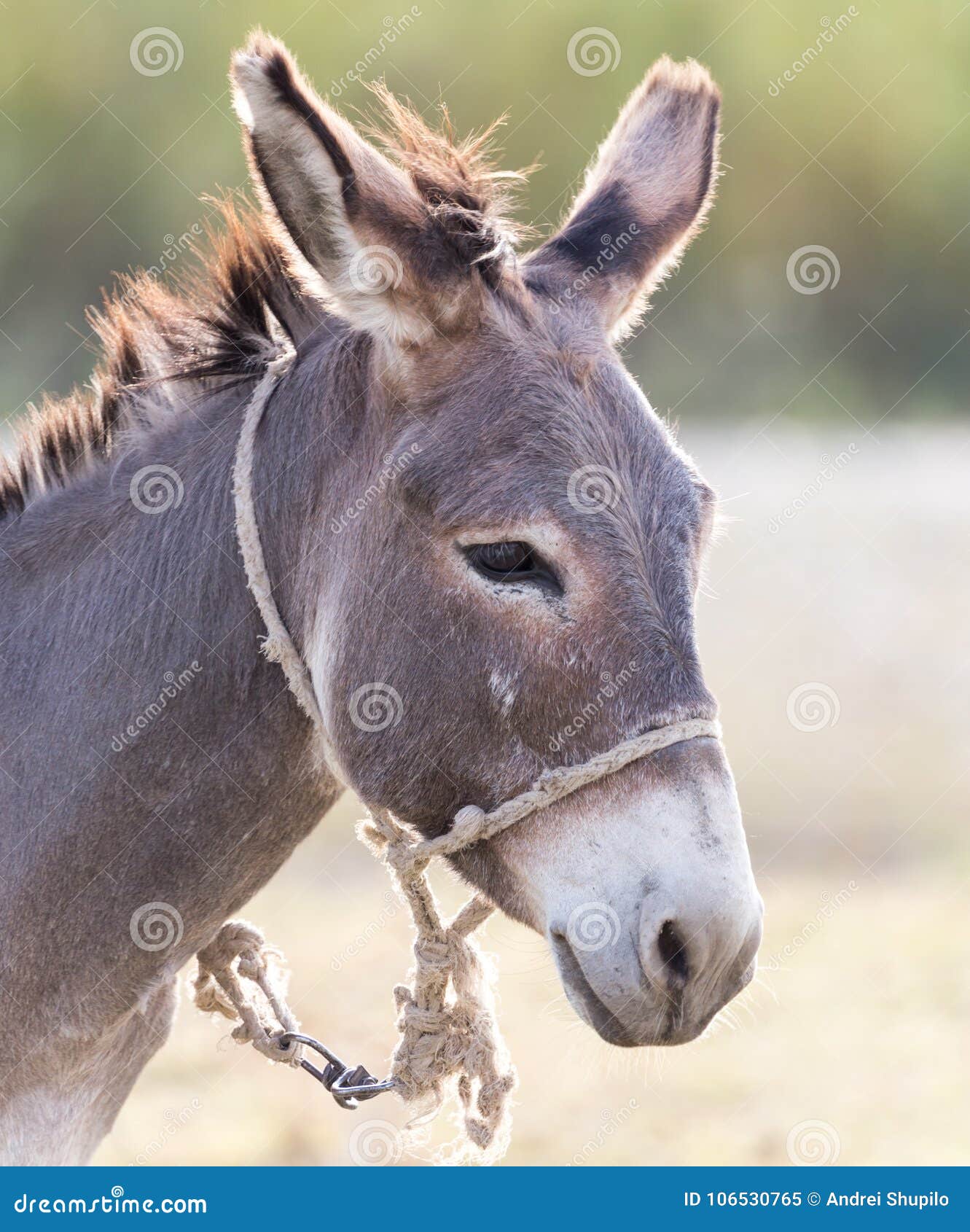 Donkey head on nature stock image. Image of portrait - 106530765