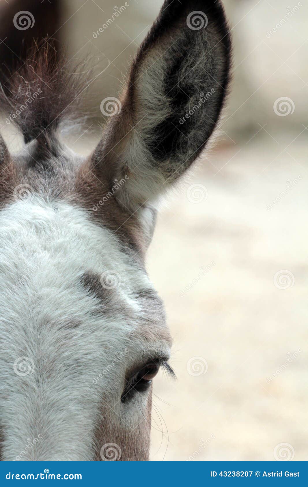 Donkey head stock image. Image of mane, interests, curiosity - 43238207
