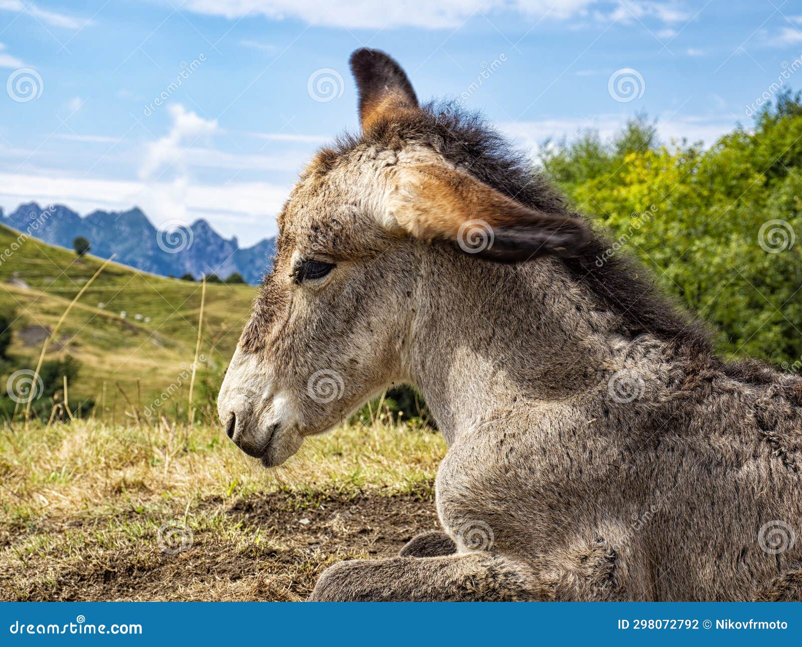 Donkey Head Profile on a Countryside Stock Photo - Image of brown ...