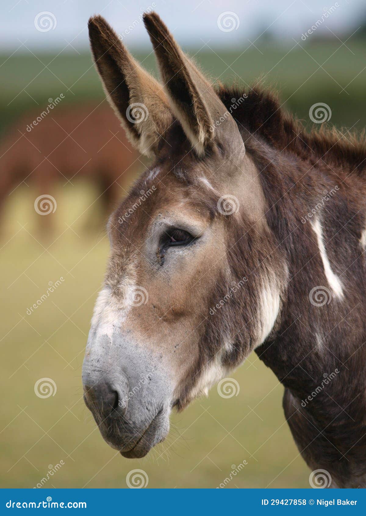 Donkey Head shot stock photo. Image of ears, shot, farm - 29427858