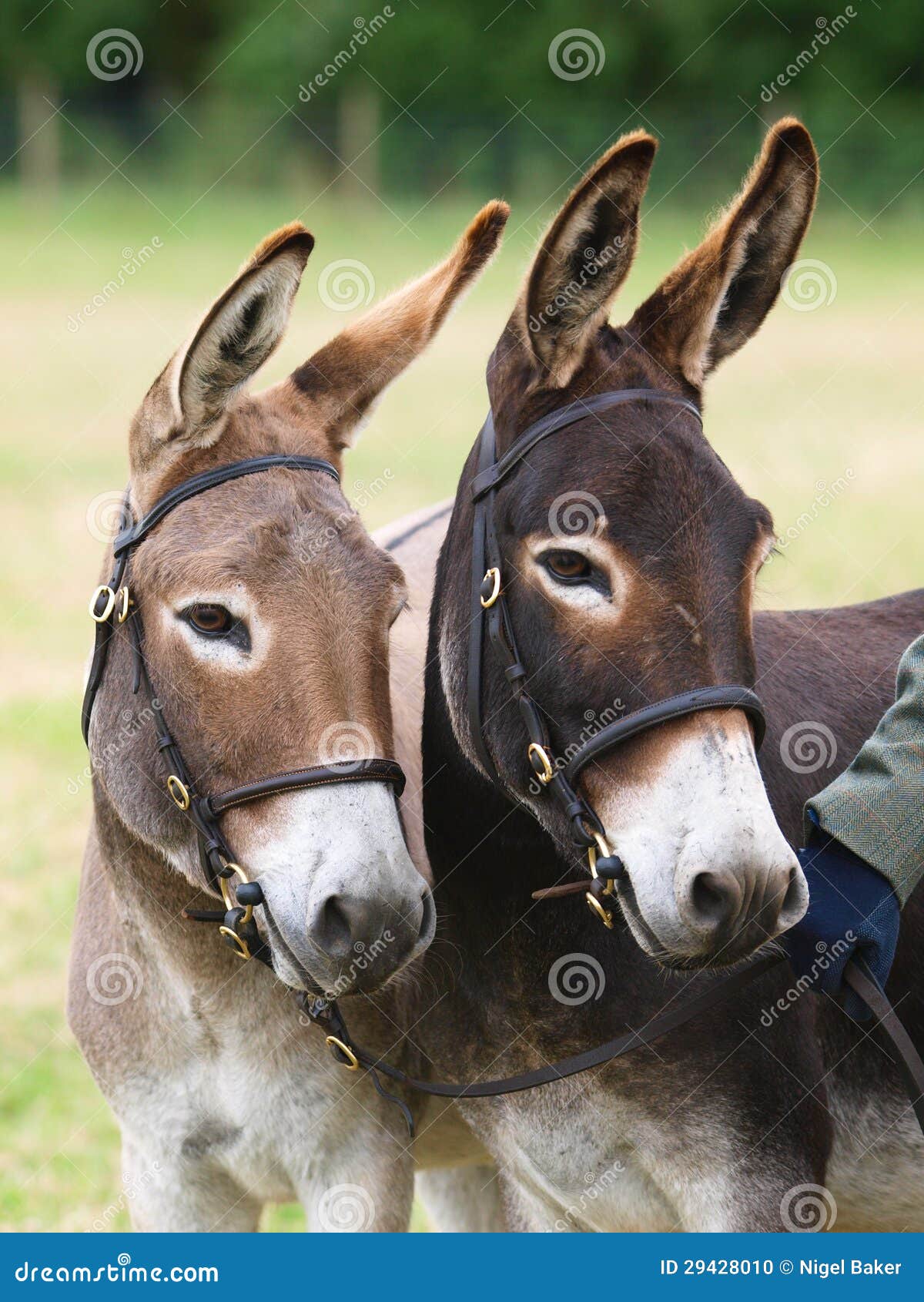 Donkey Head shot stock photo. Image of face, pair, animal - 29428010