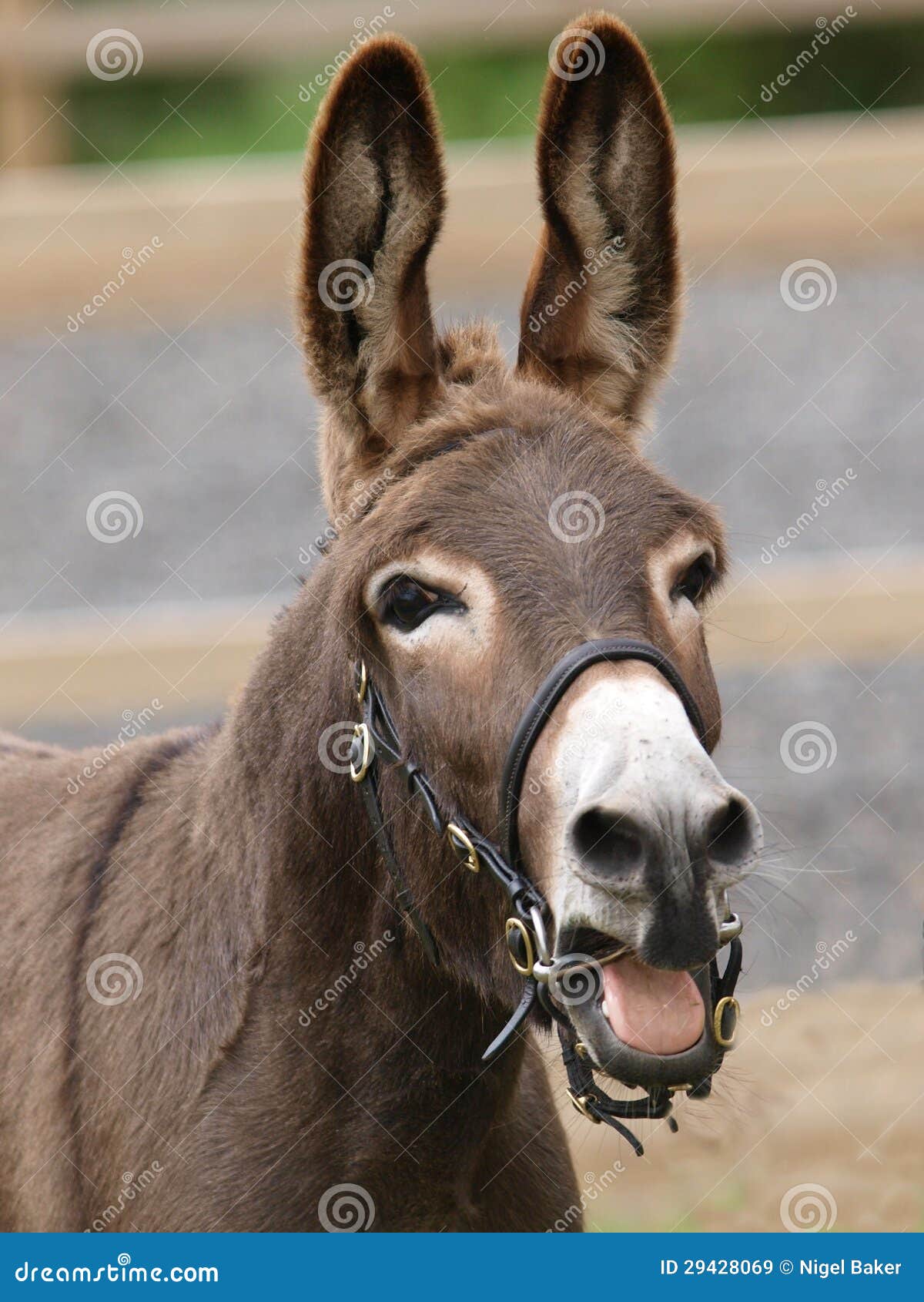 Donkey Head shot stock image. Image of funny, cute, noise - 29428069