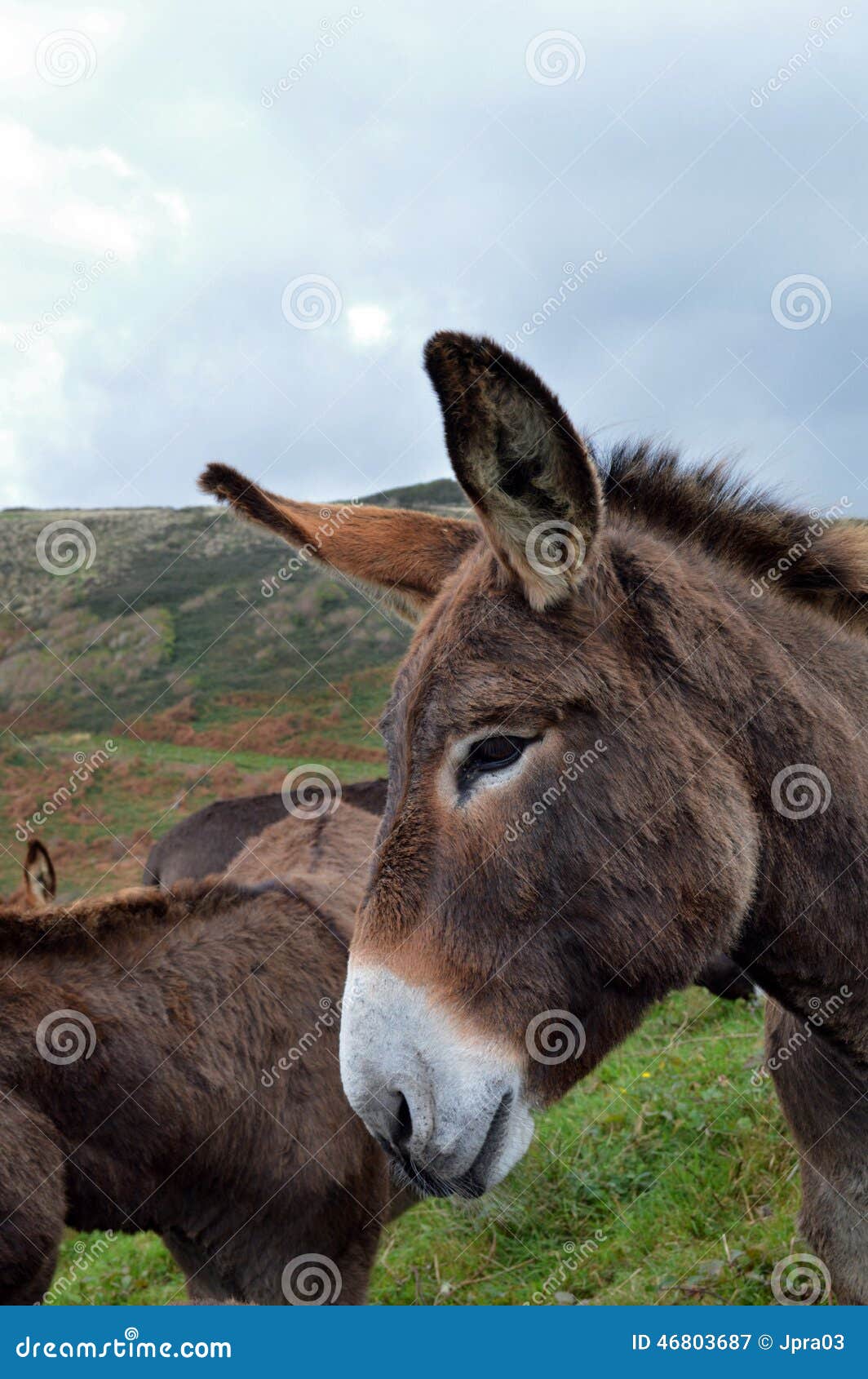 Donkey stock image. Image of cute, france, farming, normandy - 46803687