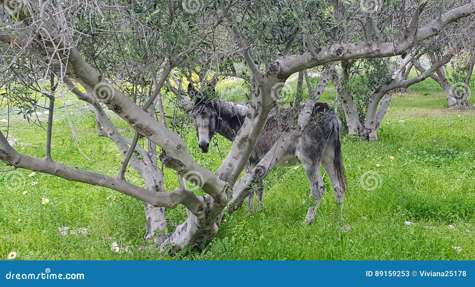 Donkey stock image. Image of tree, agriculture, food - 89159253