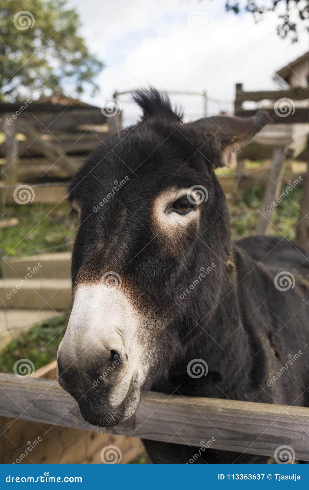 A bit angry donkey stock image. Image of looking, ears - 113363637