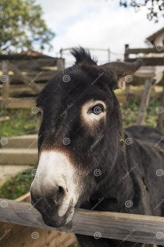 A bit angry donkey stock image. Image of looking, ears - 113363637