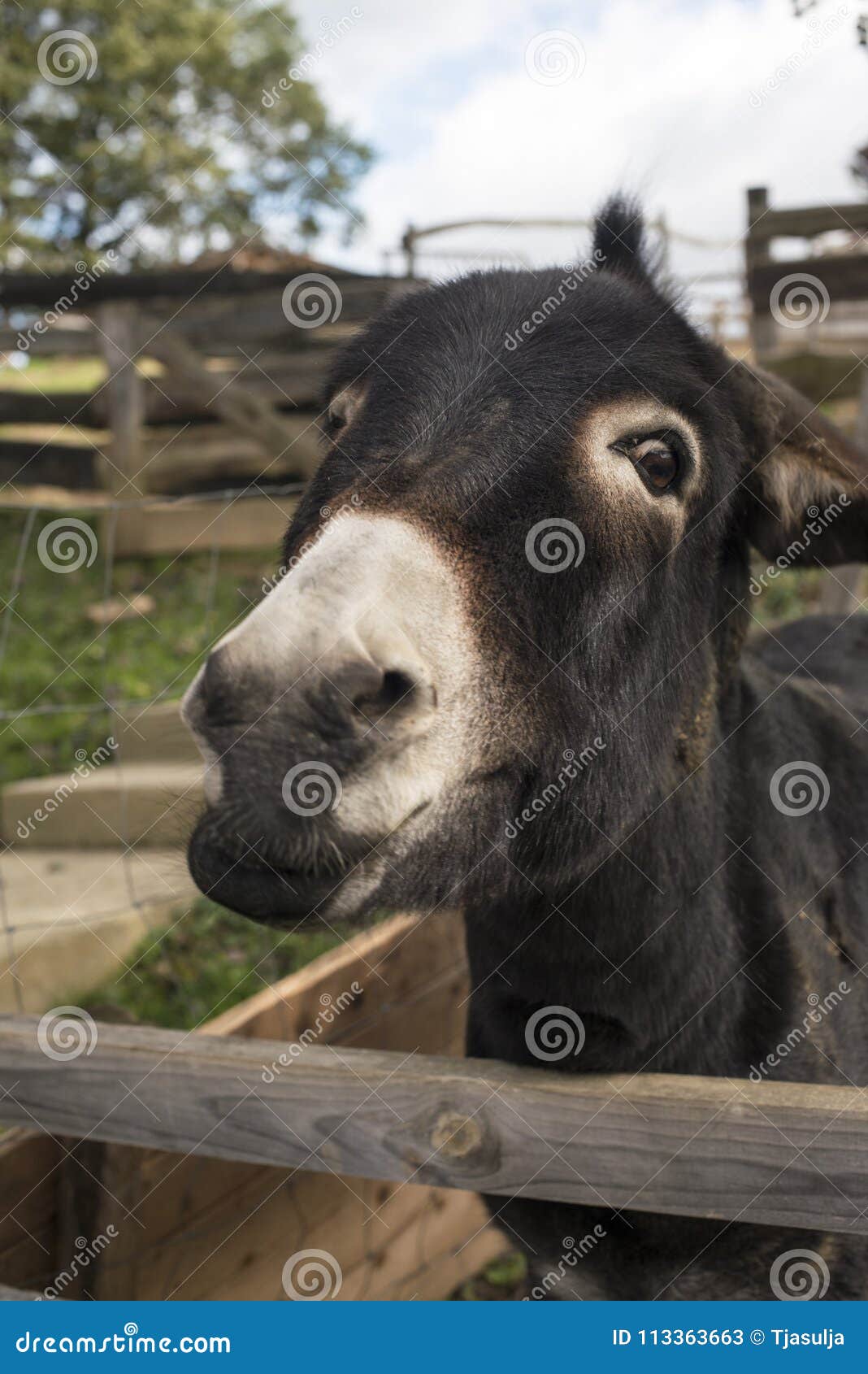 A bit angry donkey stock image. Image of portrait, field - 113363663