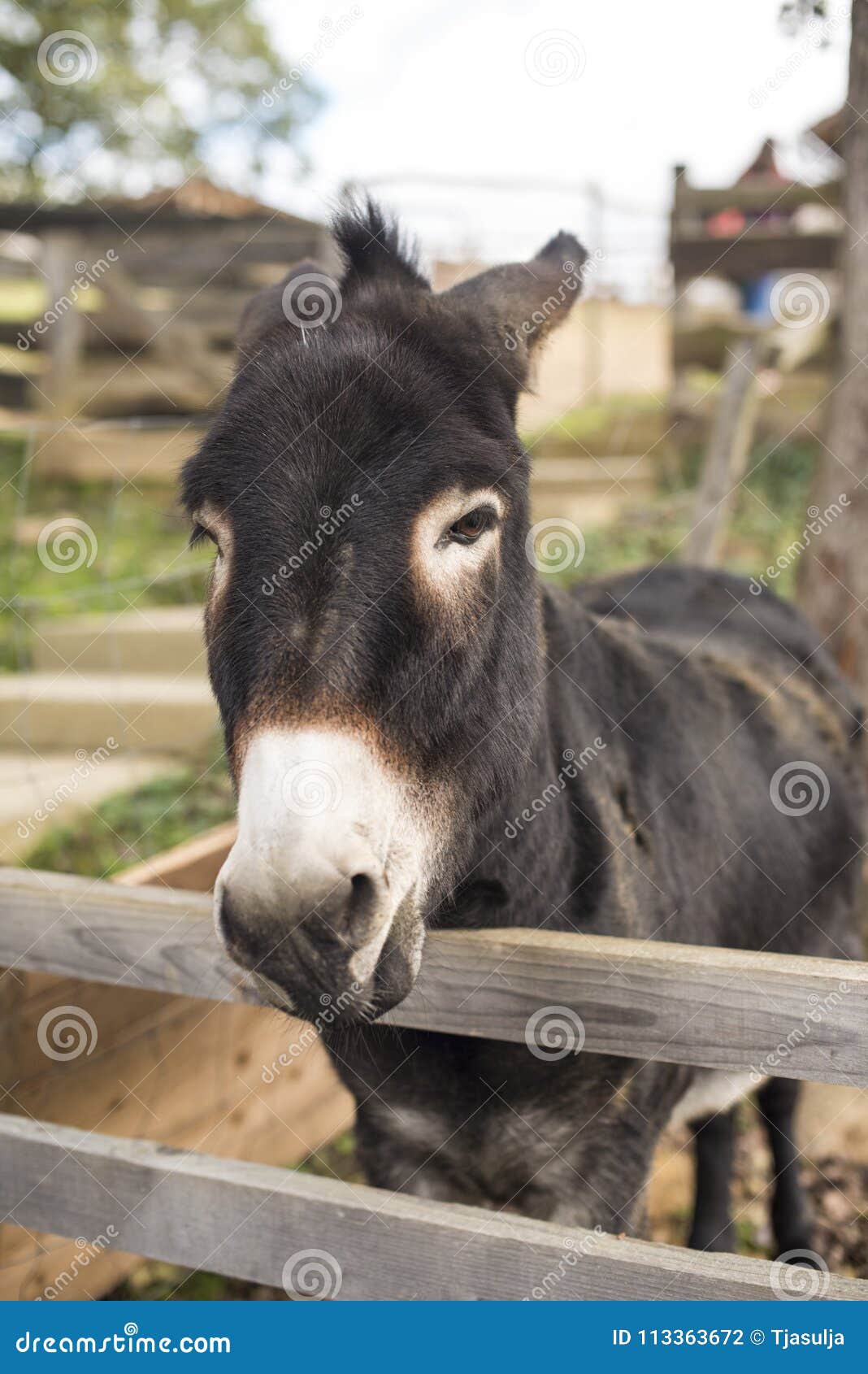 A bit angry donkey stock photo. Image of agriculture - 113363672