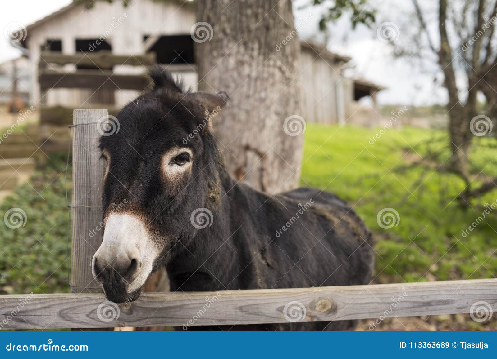 Angry Donkey Stock Photos - Download 20 Images