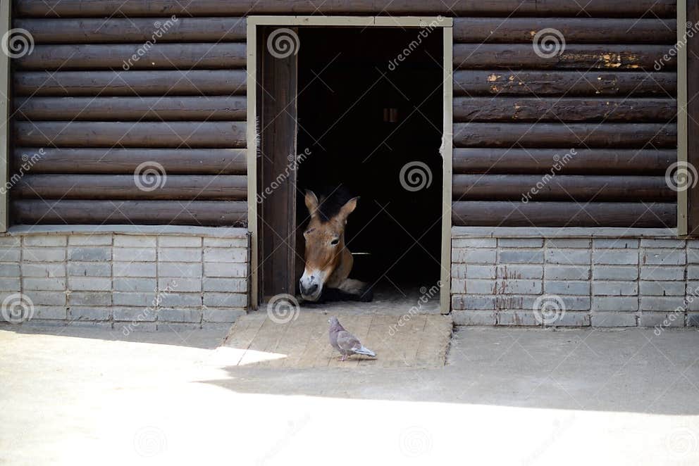 Donkey stock image. Image of indulgence, carved, cute - 44691935