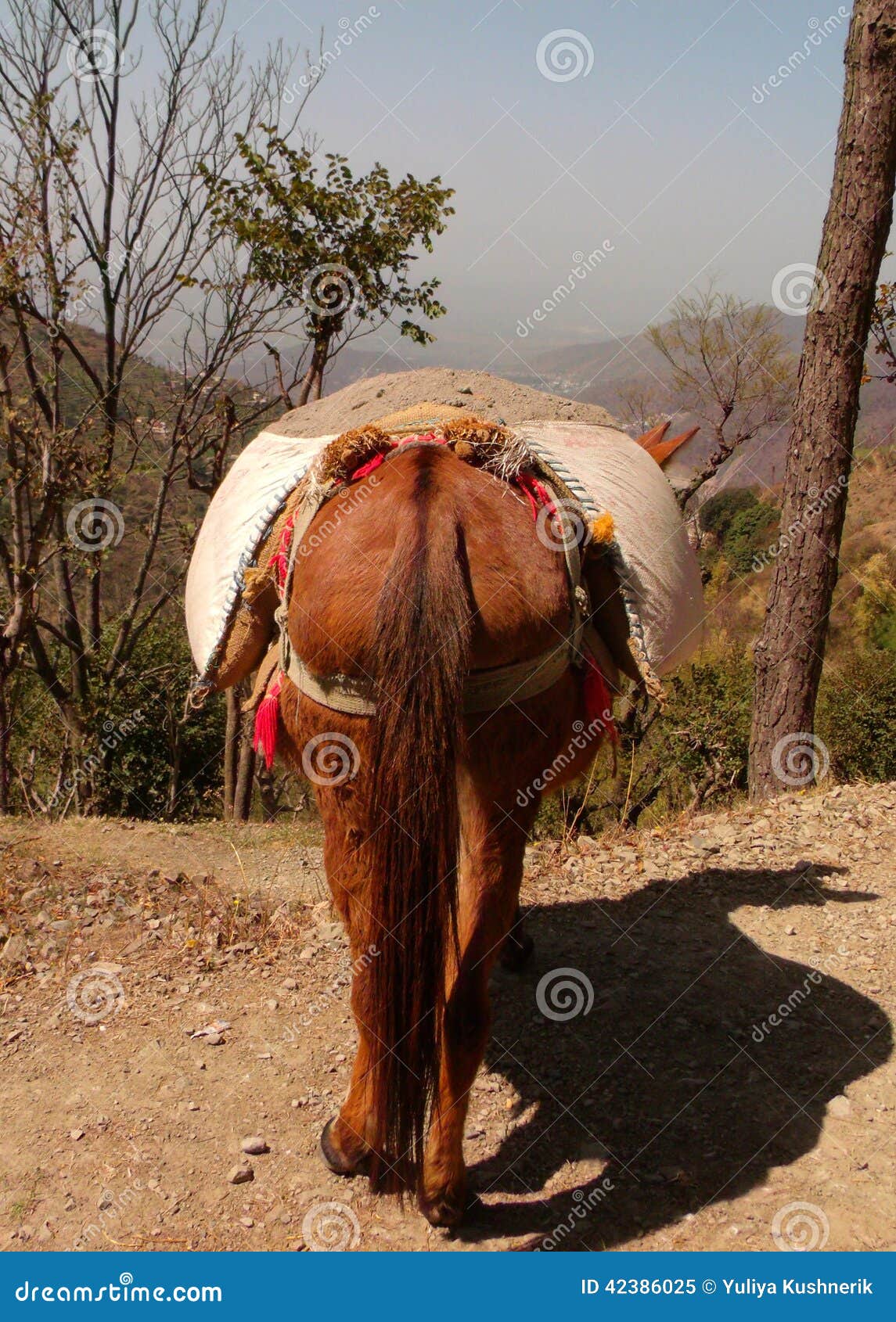 Donkey stock image. Image of mouth, head, grass, brown - 42386025
