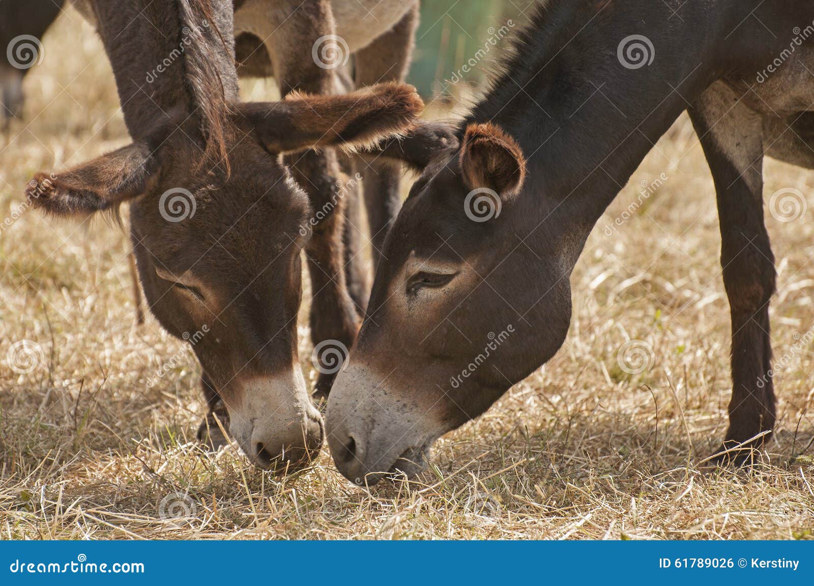Donkey stock photo. Image of domestic, vertebrate, long - 61789026