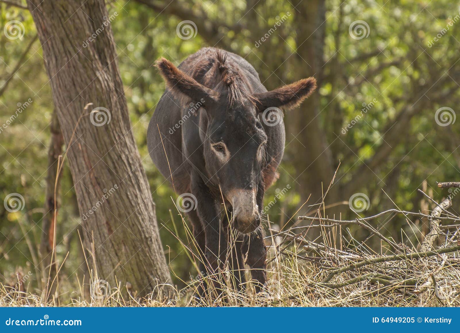 Donkey stock image. Image of natural, nature, mammal - 64949205