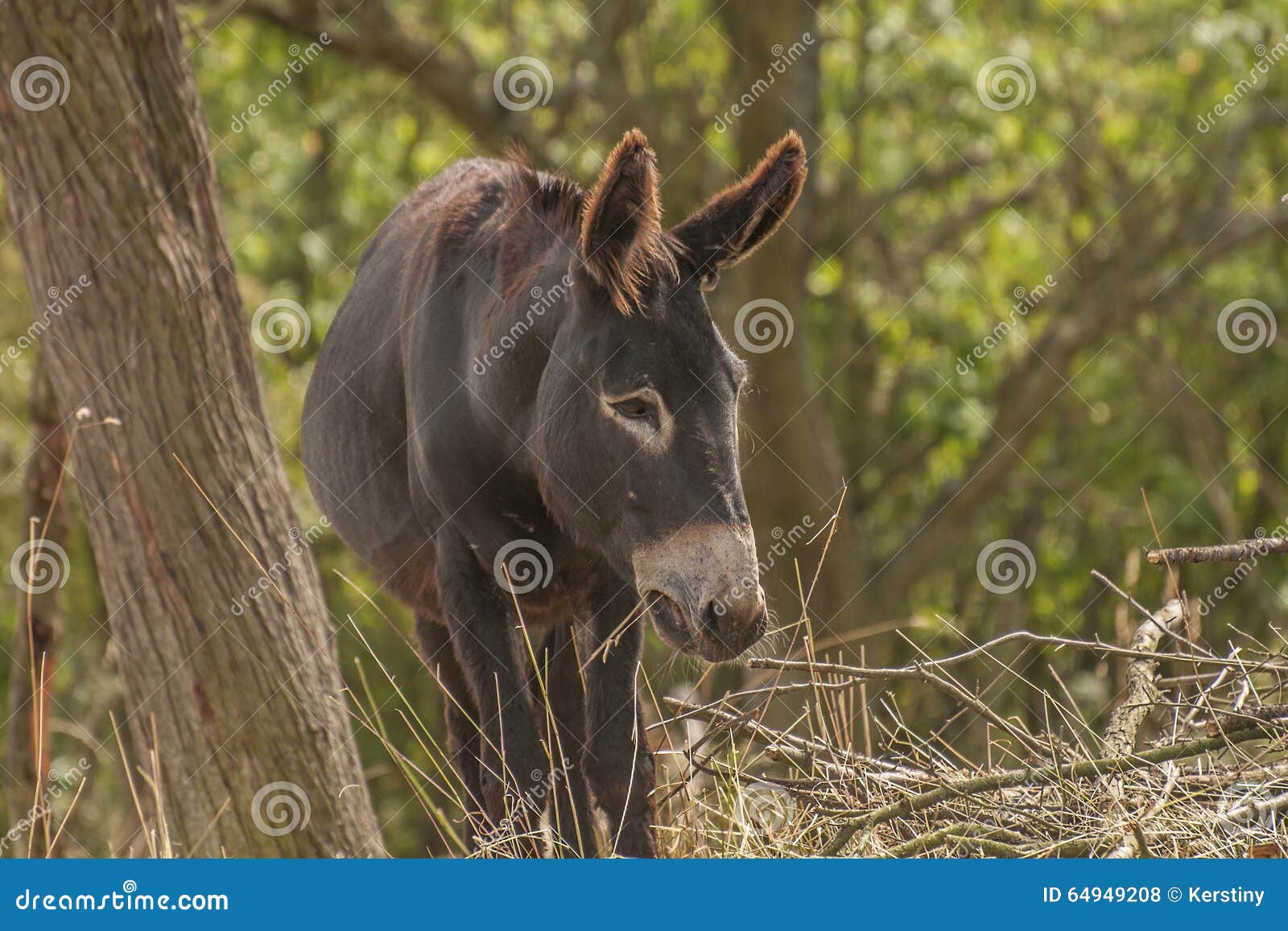 Donkey stock photo. Image of natural, animal, pasture - 64949208