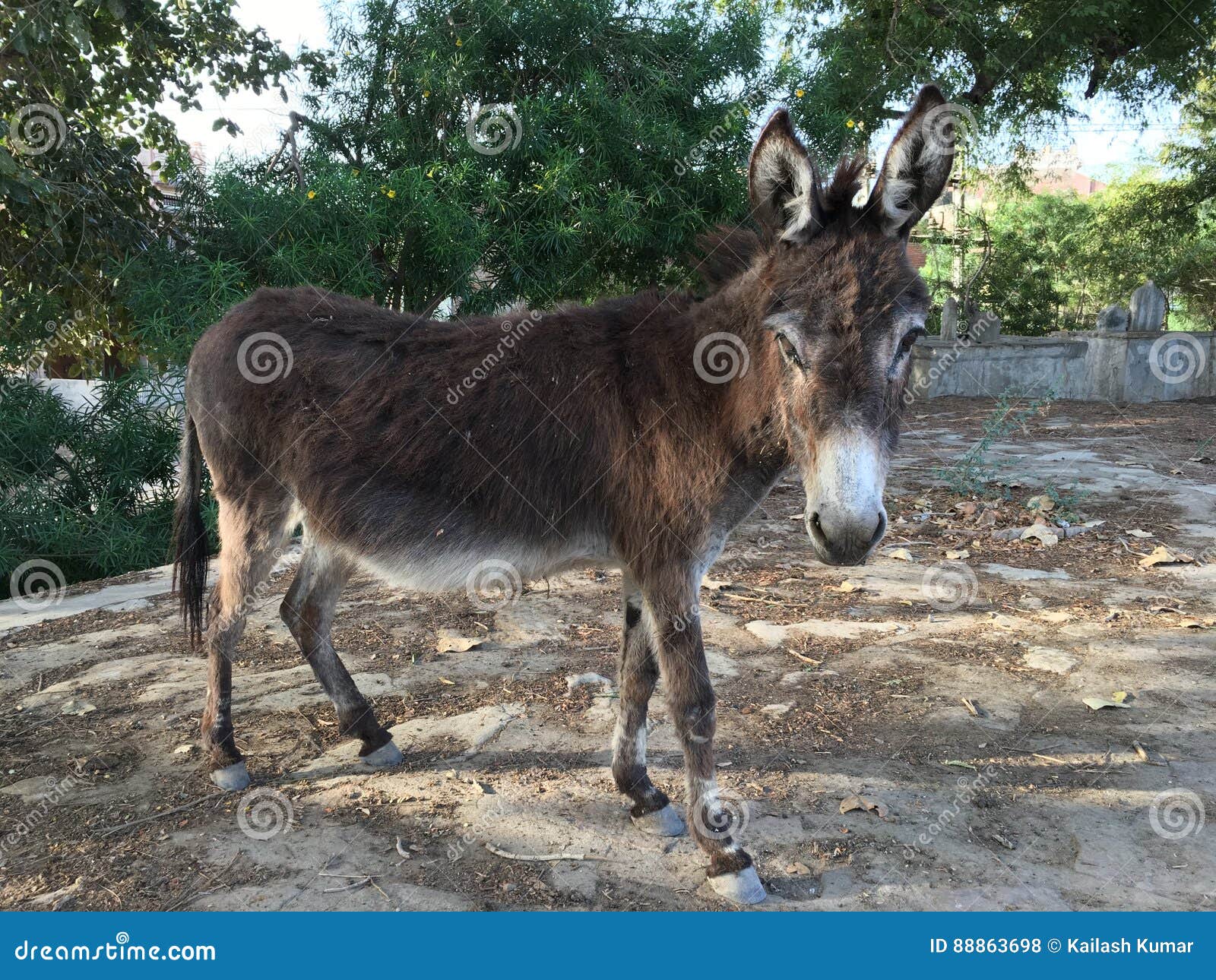 Donkey stock photo. Image of view, reading, house, amusingly - 88863698
