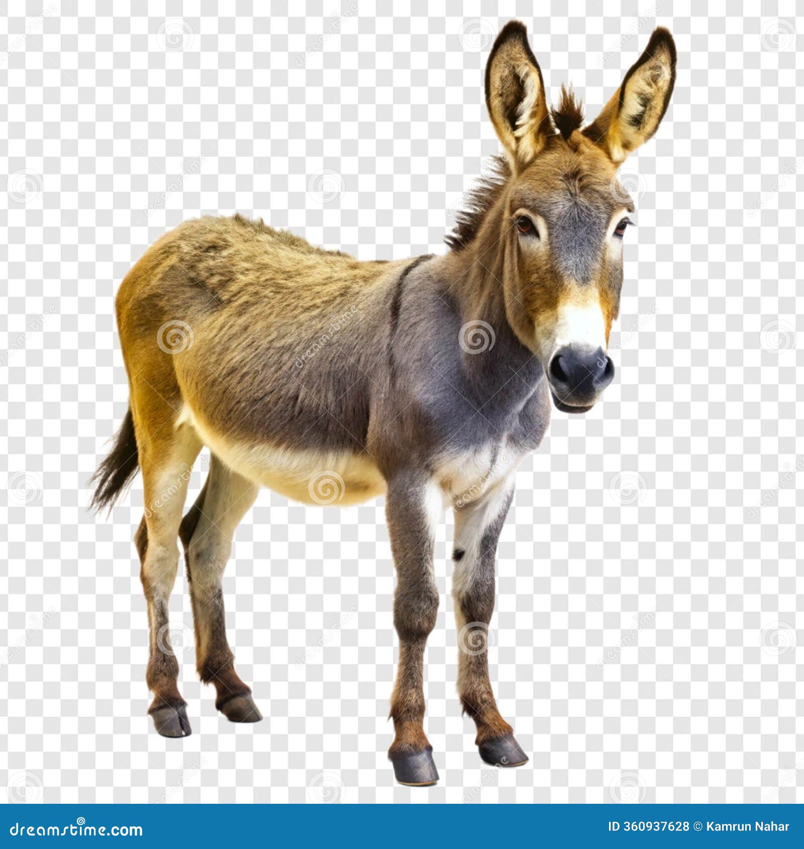 Donkey Transparent Background Stock Illustration - Illustration of ...