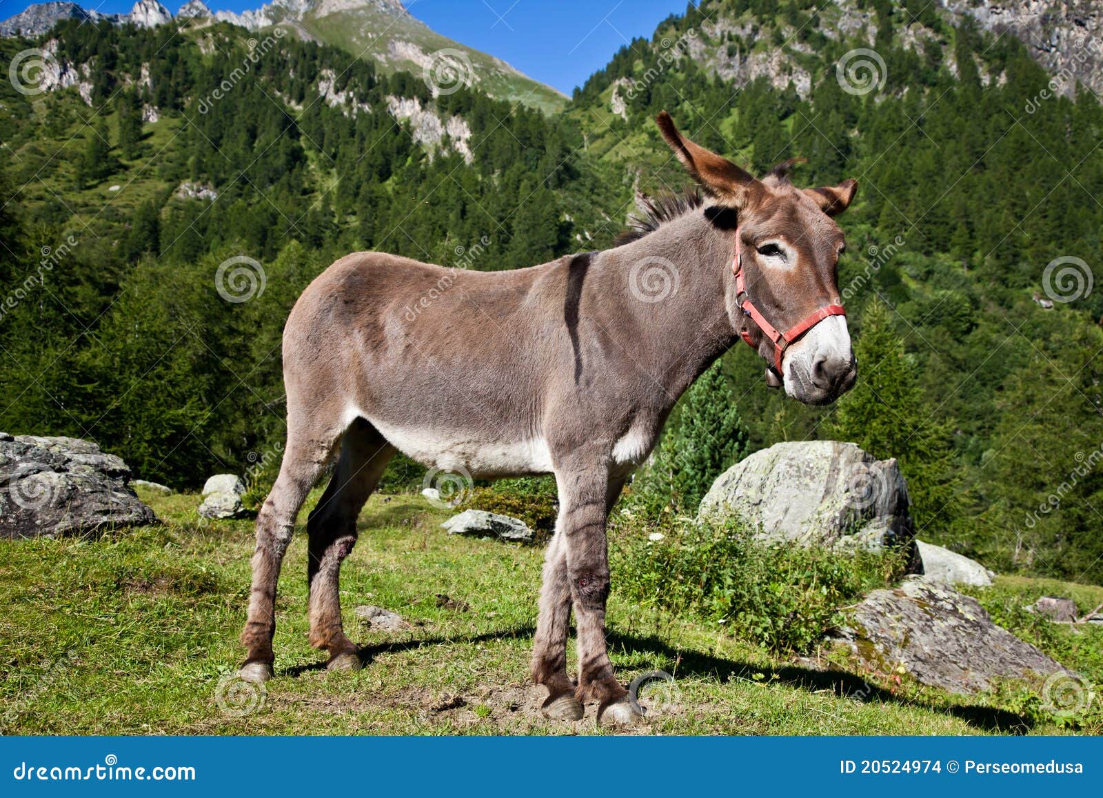Donkey on Italian Alps stock photo. Image of hair, laugh - 20524974