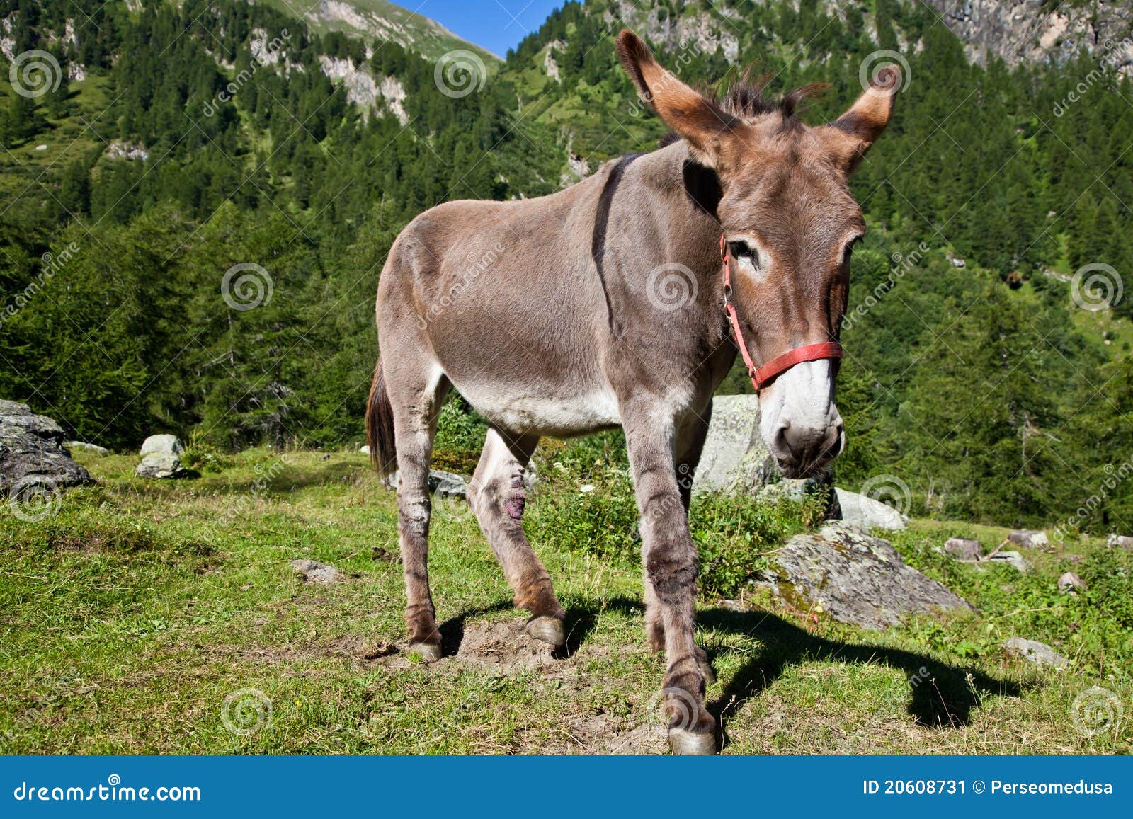 Donkey on Italian Alps stock image. Image of mammal, pasture - 20608731