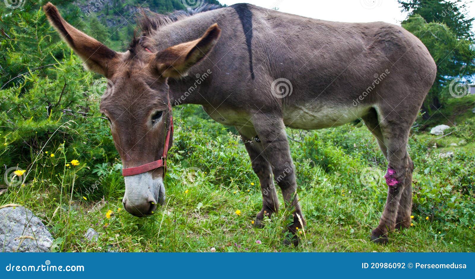 Donkey on Italian Alps stock photo. Image of pasture - 20986092