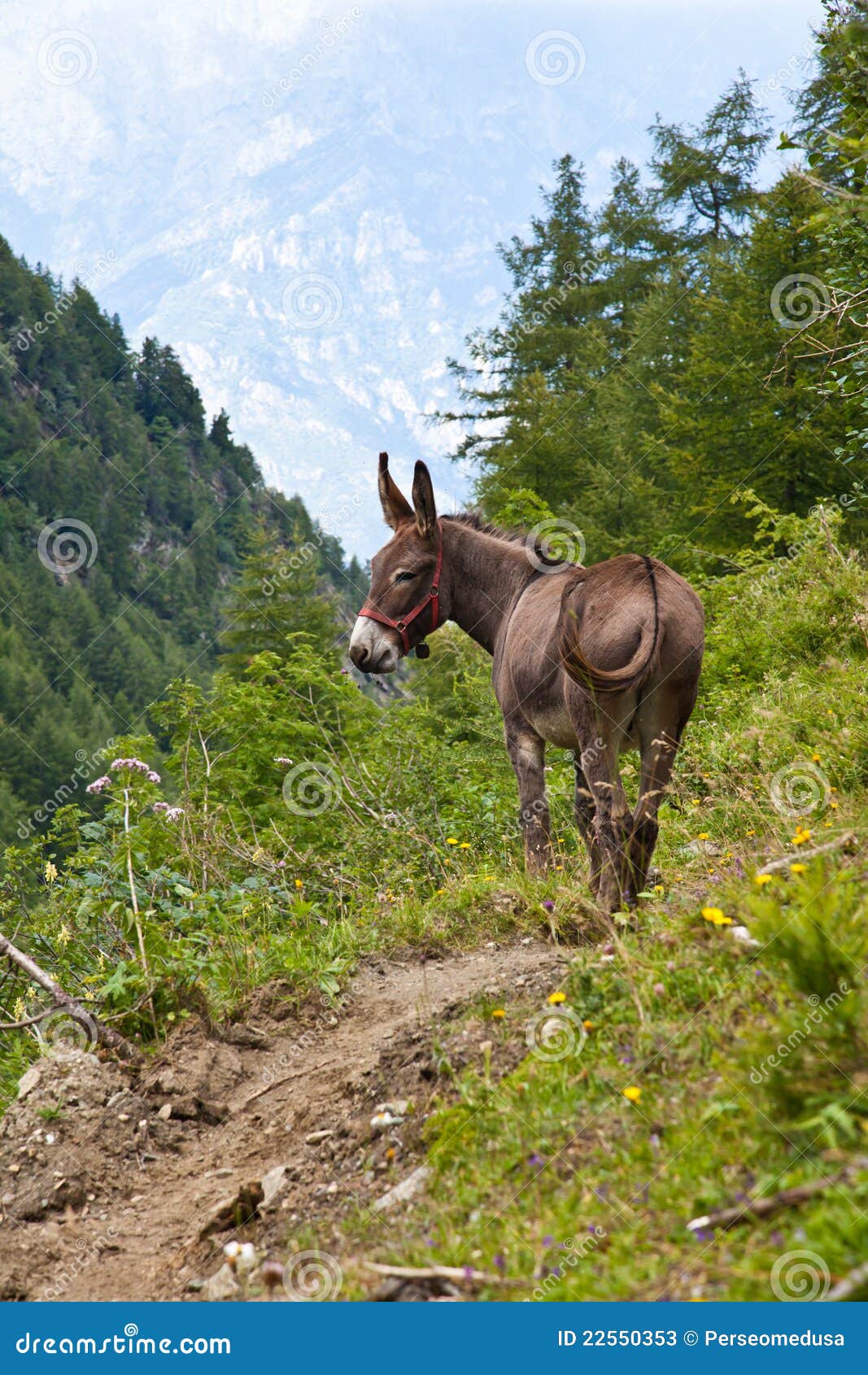 Donkey on Italian Alps stock image. Image of holiday - 22550353