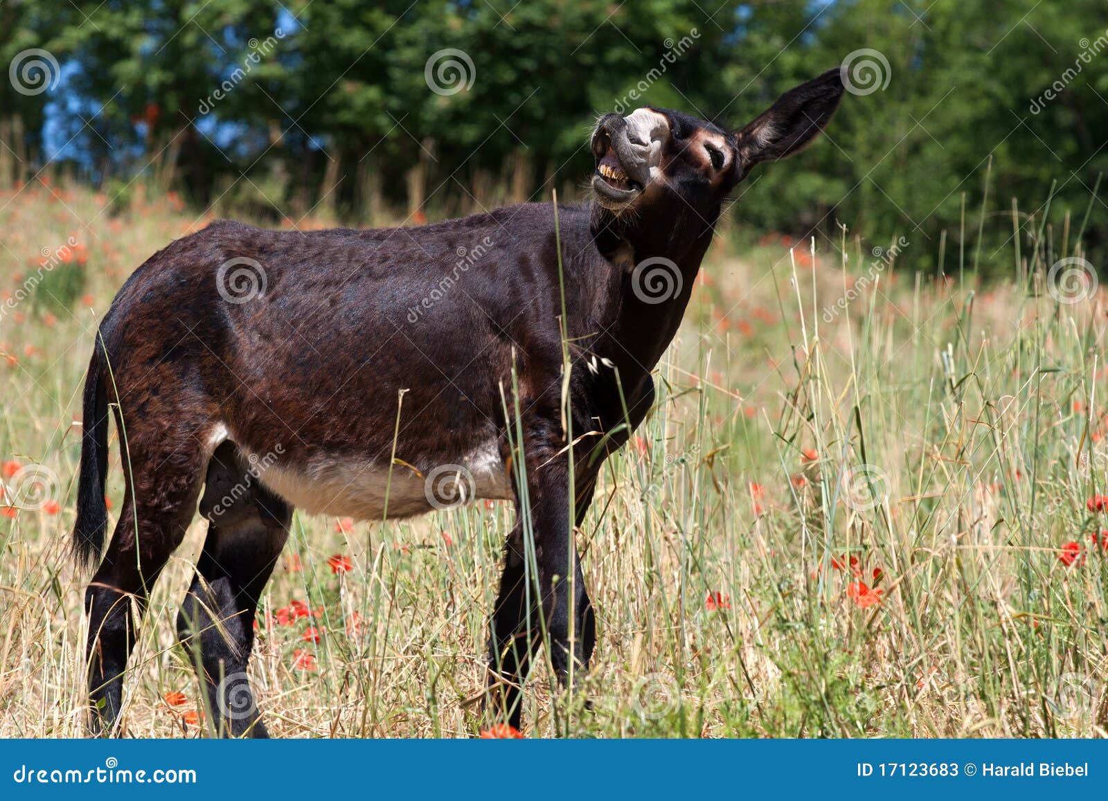 Donkey in Italy stock image. Image of italy, load, feed - 17123683