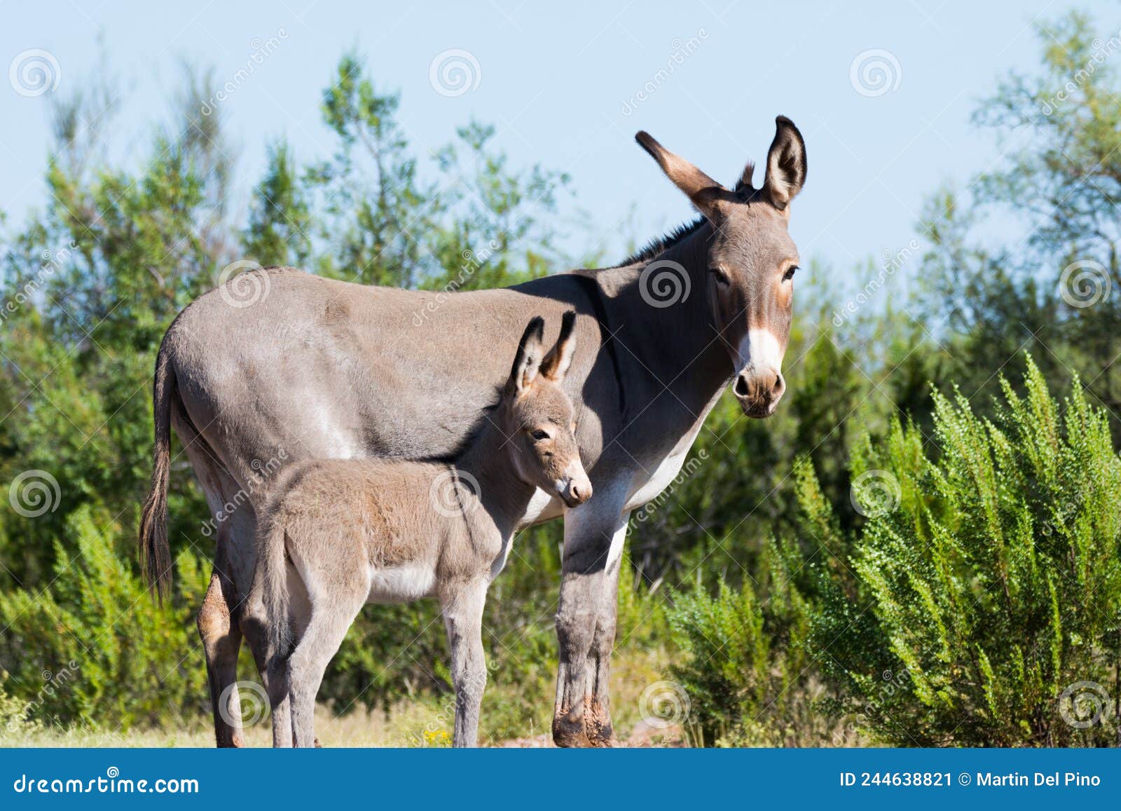 Donkey with kid stock image. Image of laugh, domestic - 244638821