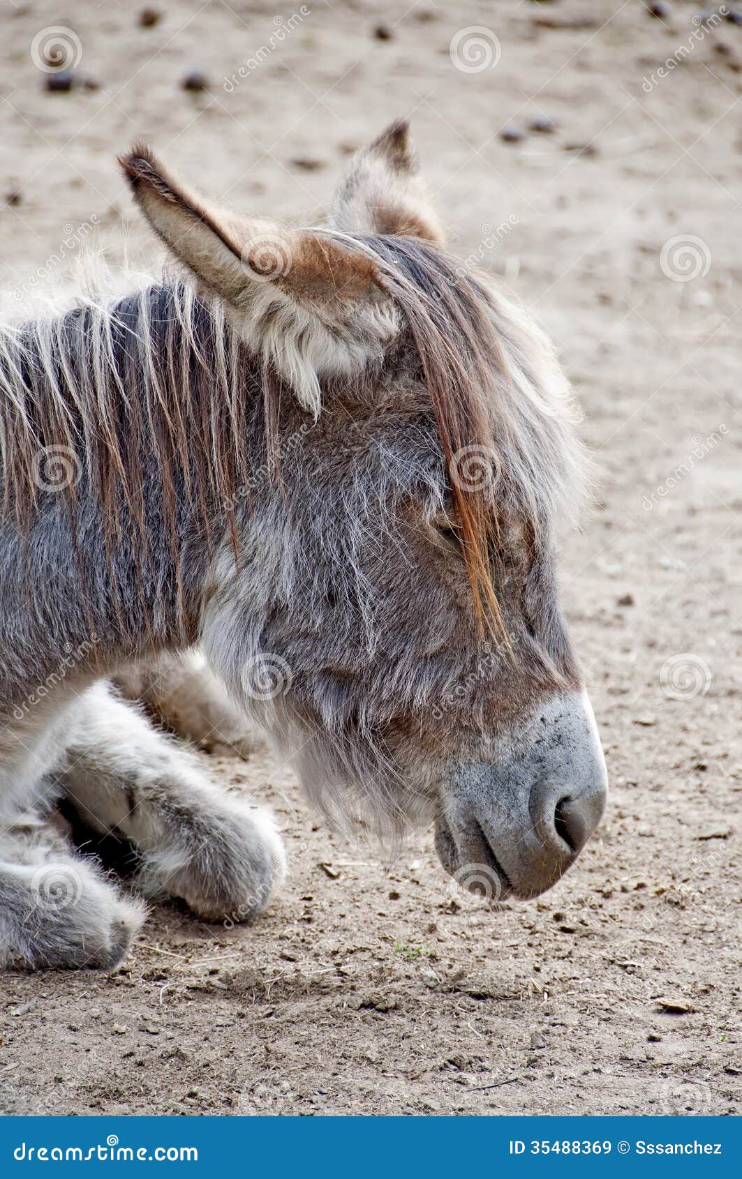 Donkey stock image. Image of outdoors, farm, ears, mammal - 35488369