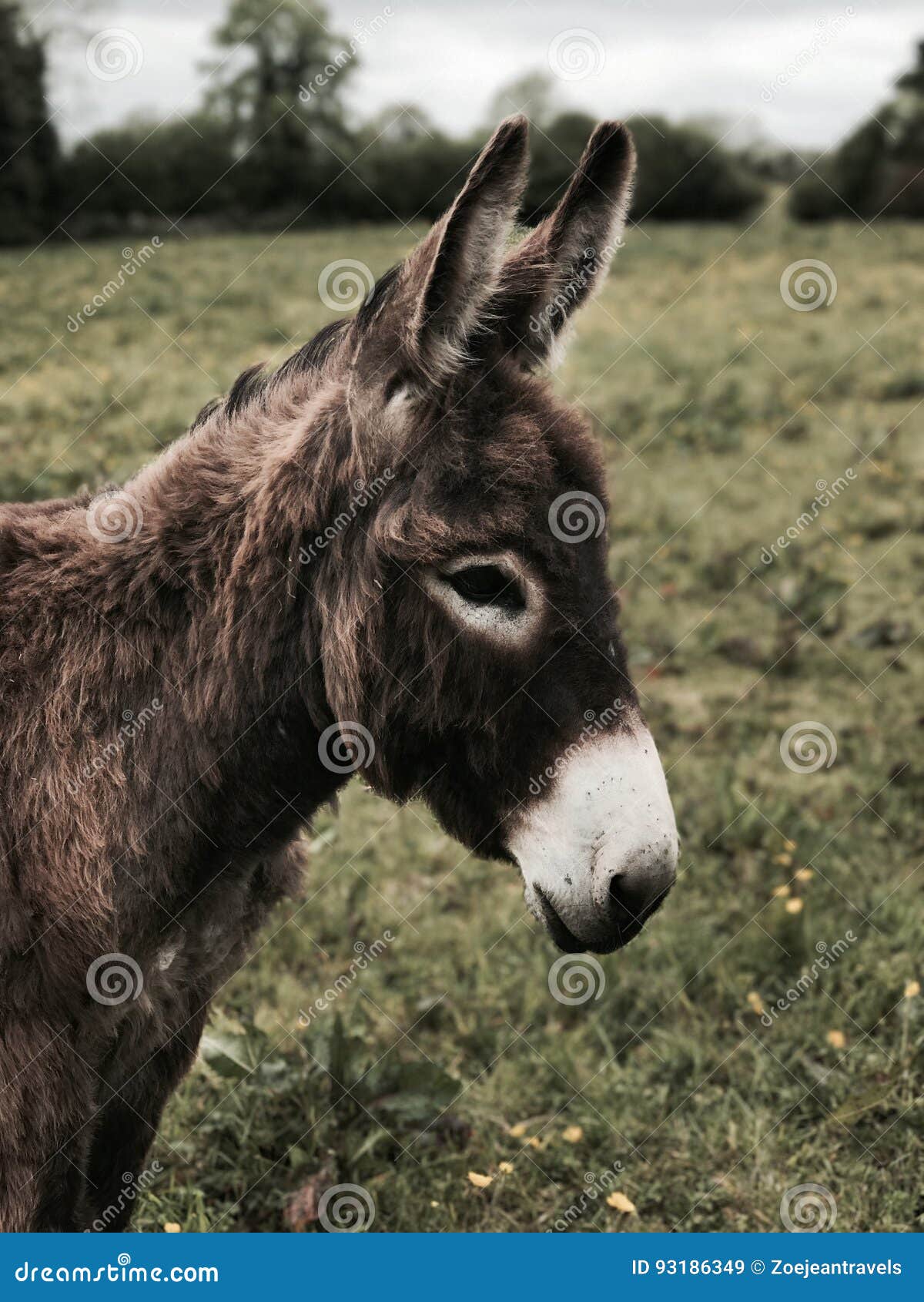 Donkey land stock image. Image of donkeys, nature, irish - 93186349