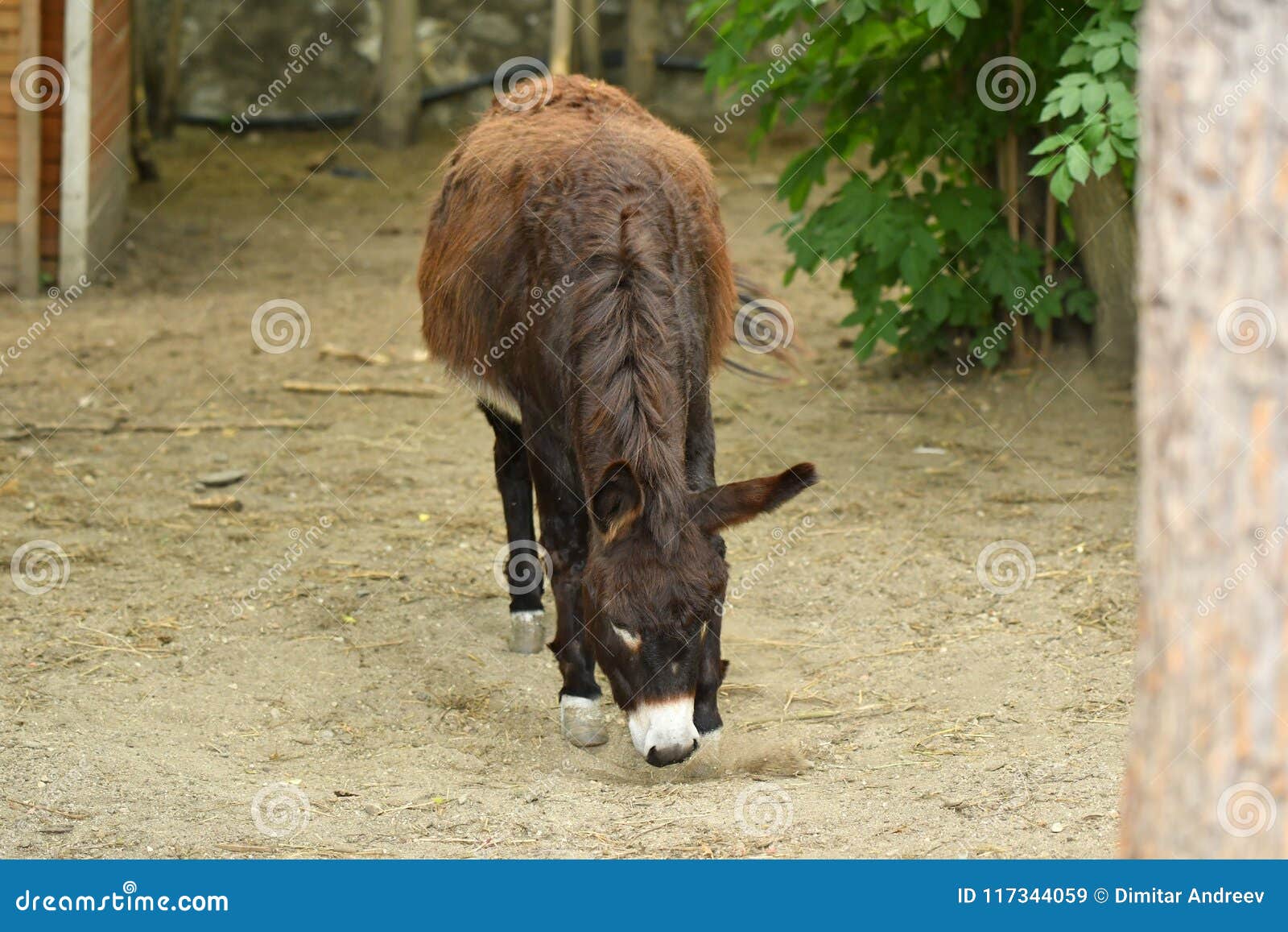 Donkey Lay Down on the Ground Stock Image - Image of time, ground ...