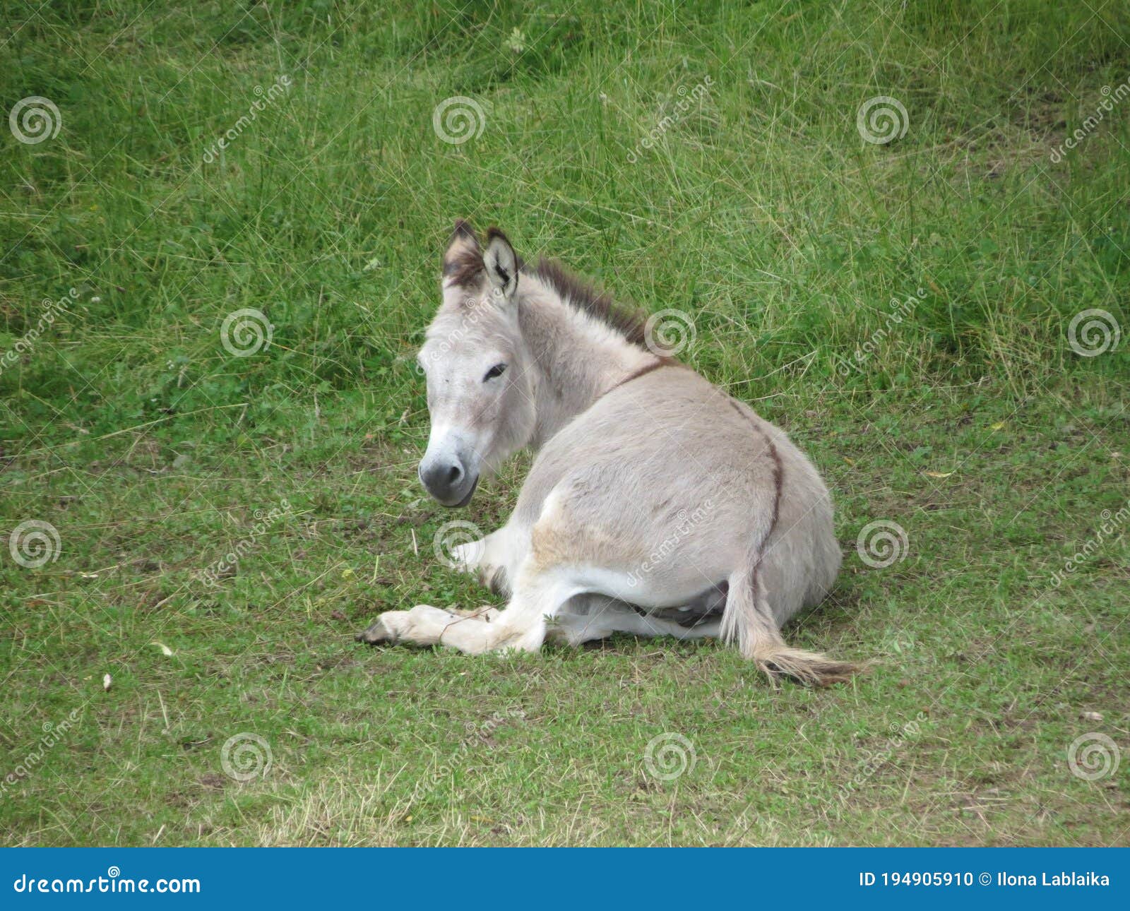 Donkey laying relaxed stock photo. Image of happy, rural - 194905910