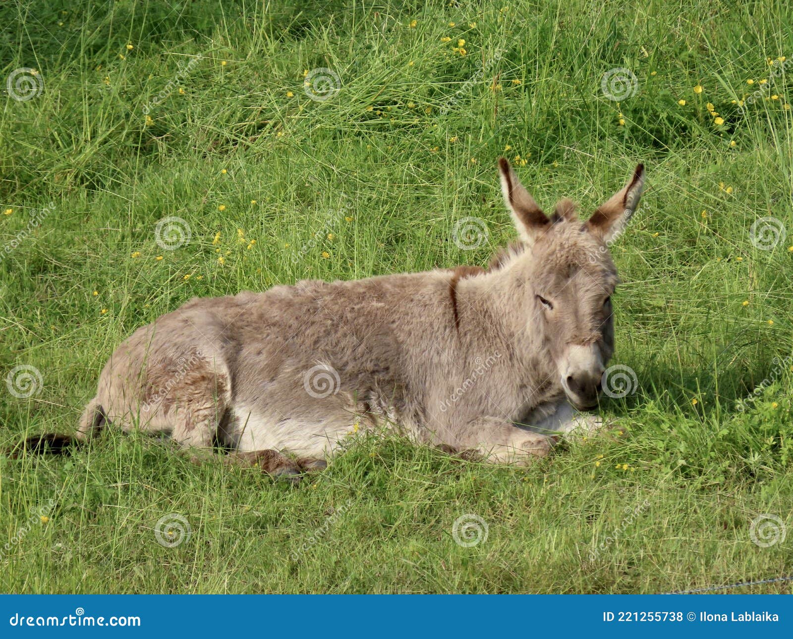 Donkey laying relaxed stock photo. Image of relaxing - 221255738