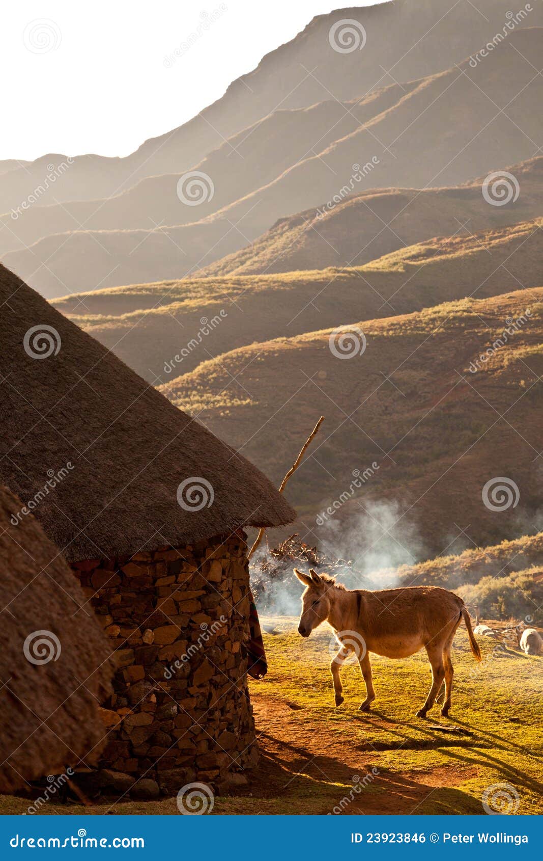Donkey lit by evening sun stock photo. Image of rural - 23923846