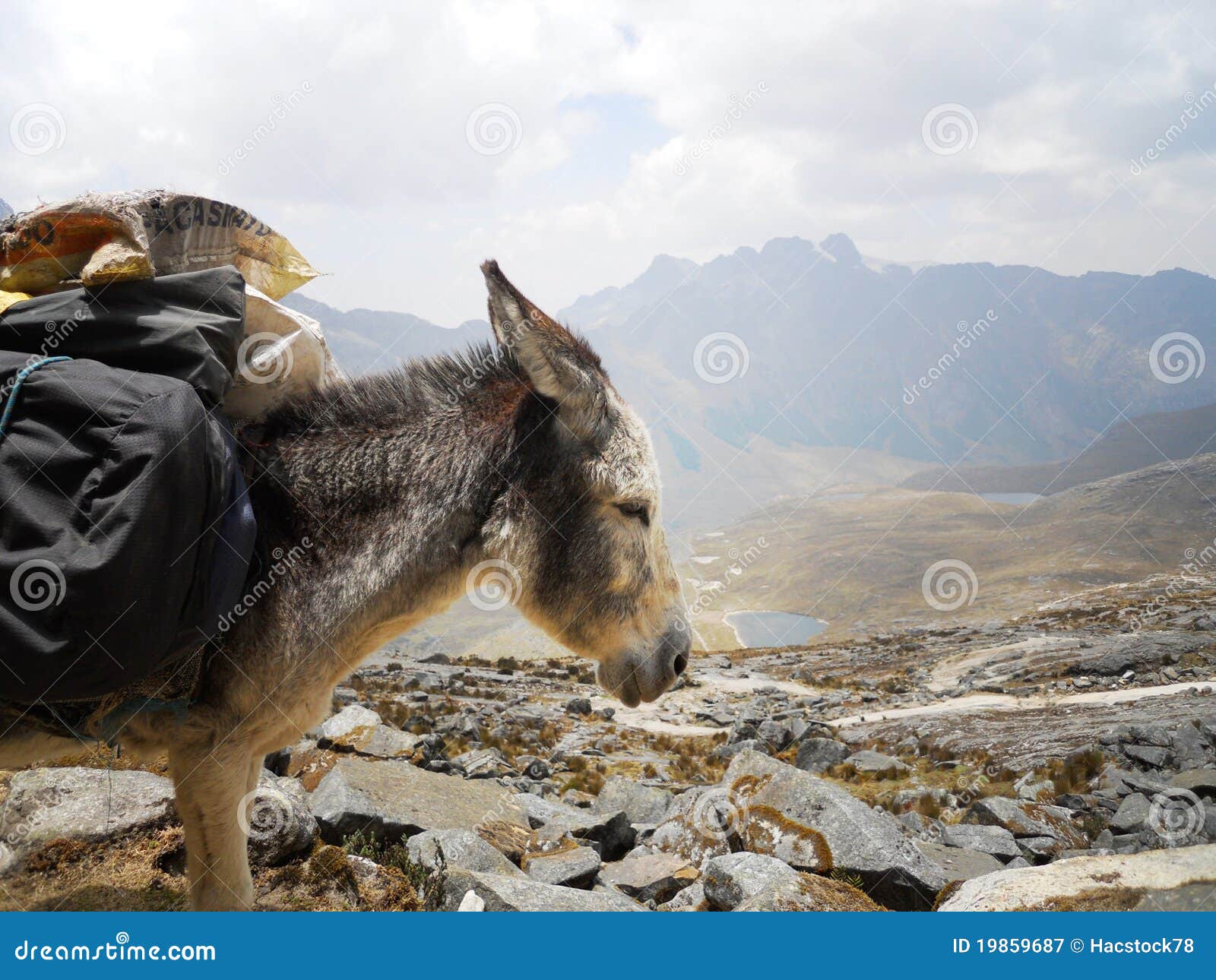 Donkey with a load stock image. Image of high, head, huascaran - 19859687