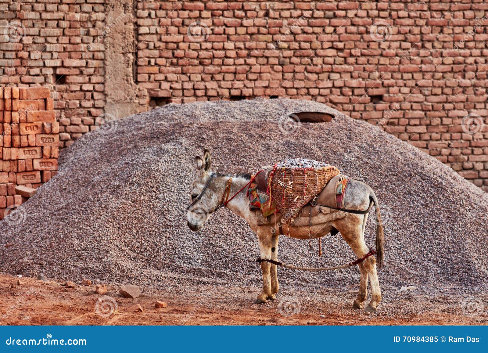 Donkey stock image. Image of outdoor, beautiful, horn - 70984385