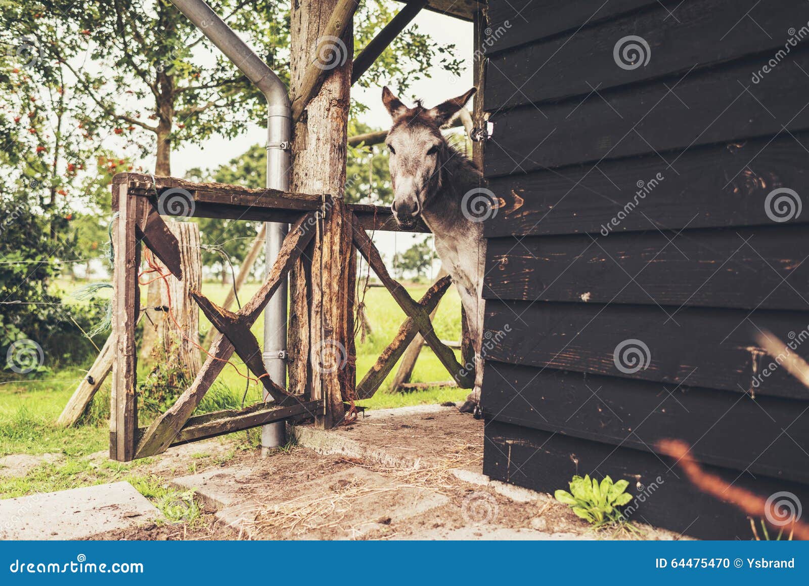 Donkey Looking Around Corner of Stable. Stock Photo - Image of mule ...