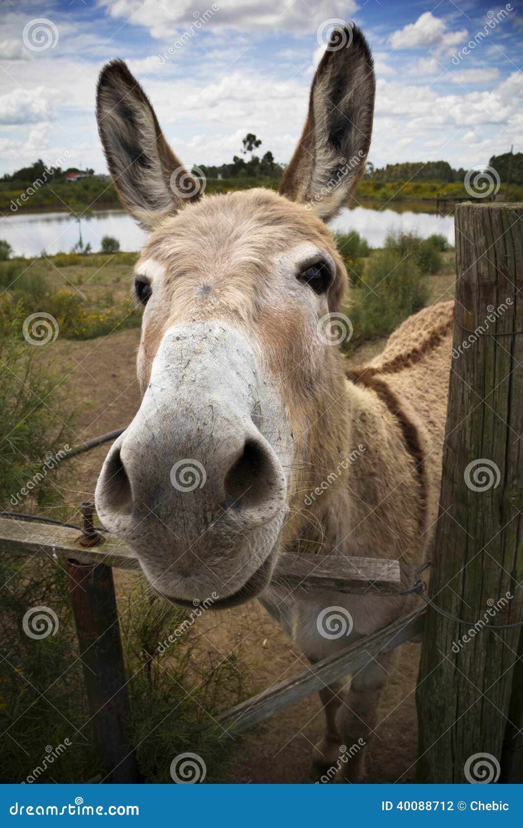 The Donkey stock photo. Image of intelligent, donkey - 40088712