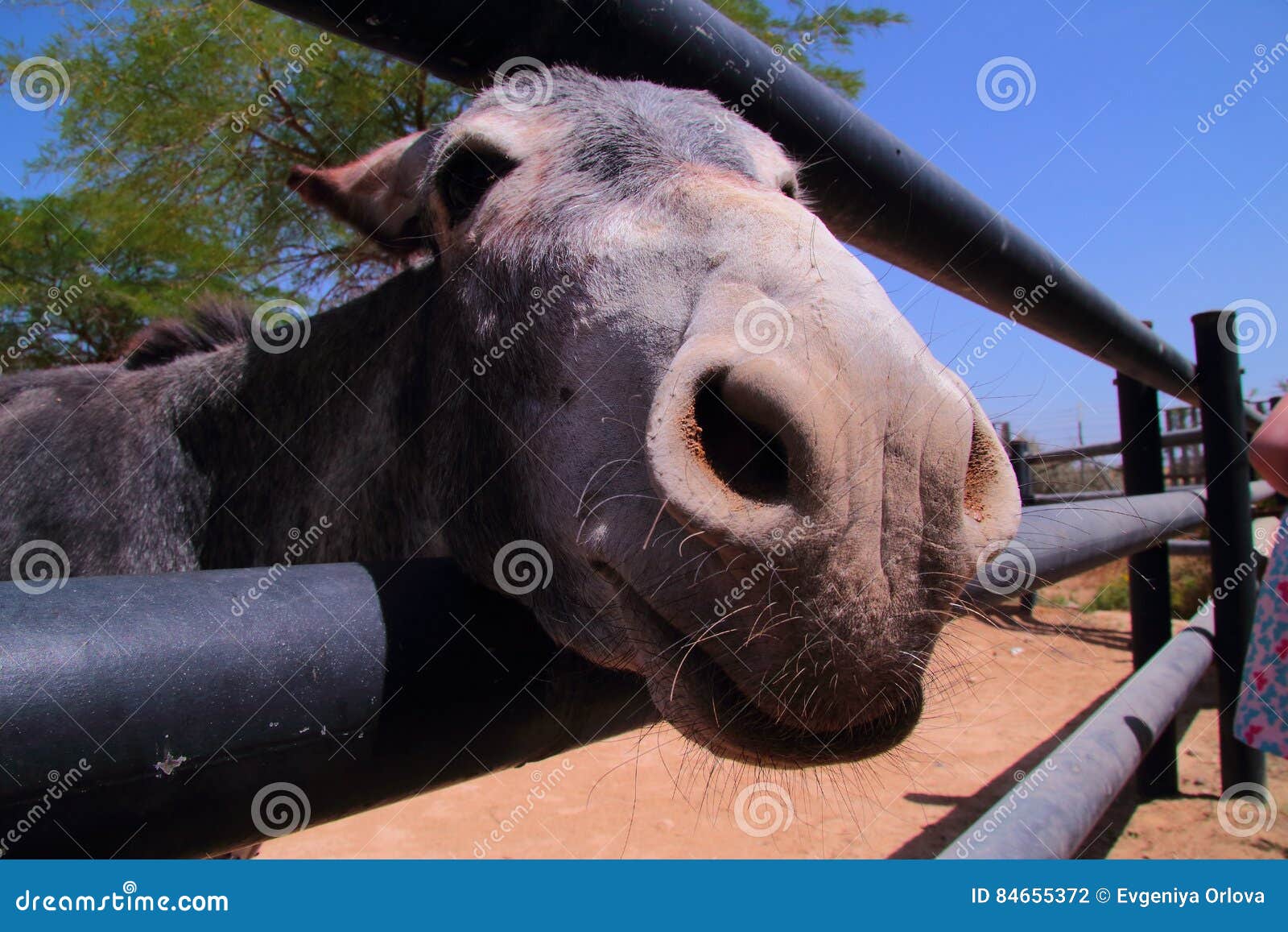 Donkey Looking at the Camera, Close Up Stock Photo - Image of closeup ...