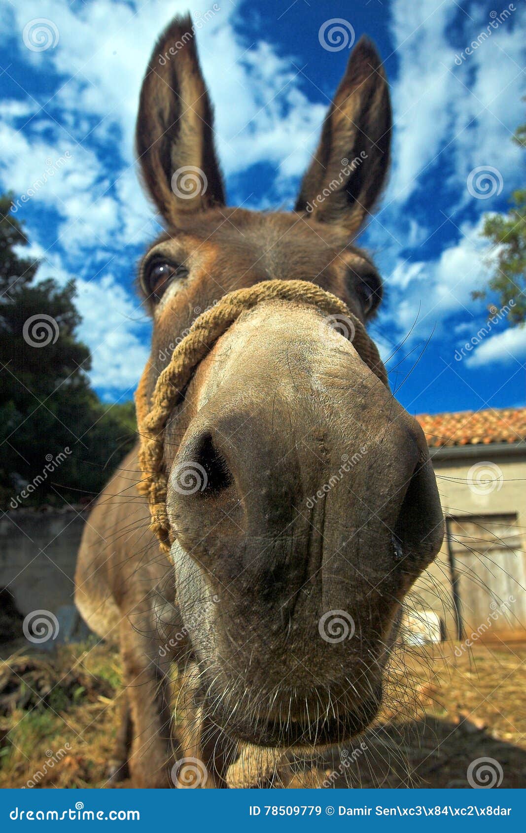 Donkey stock image. Image of looking, close, funny, mouth - 78509779