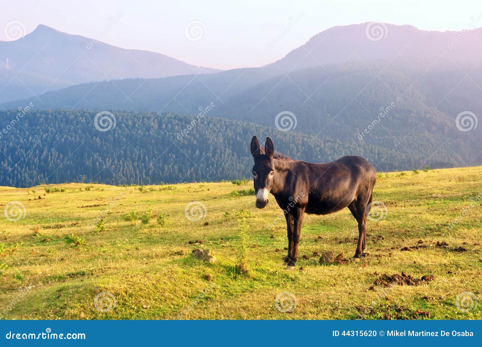 Donkey looking stock photo. Image of mule, pasture, green - 44315620