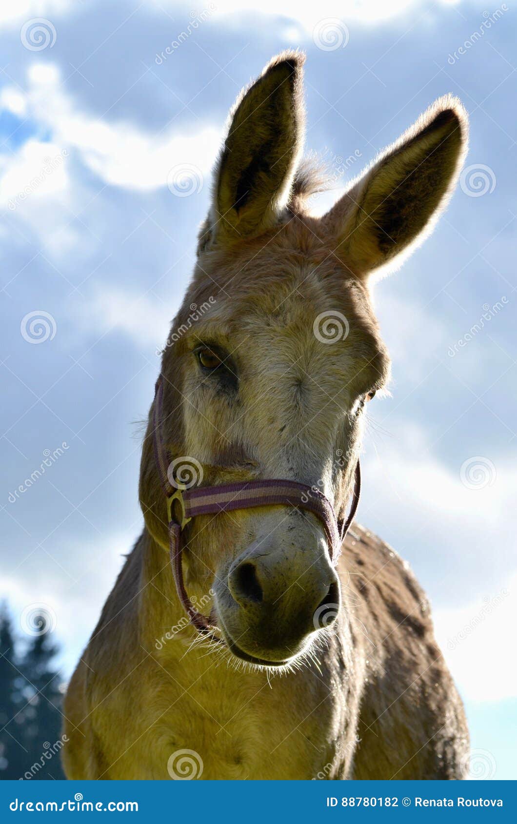 Donkey Looking at Its Photographer Stock Photo - Image of outdoor ...
