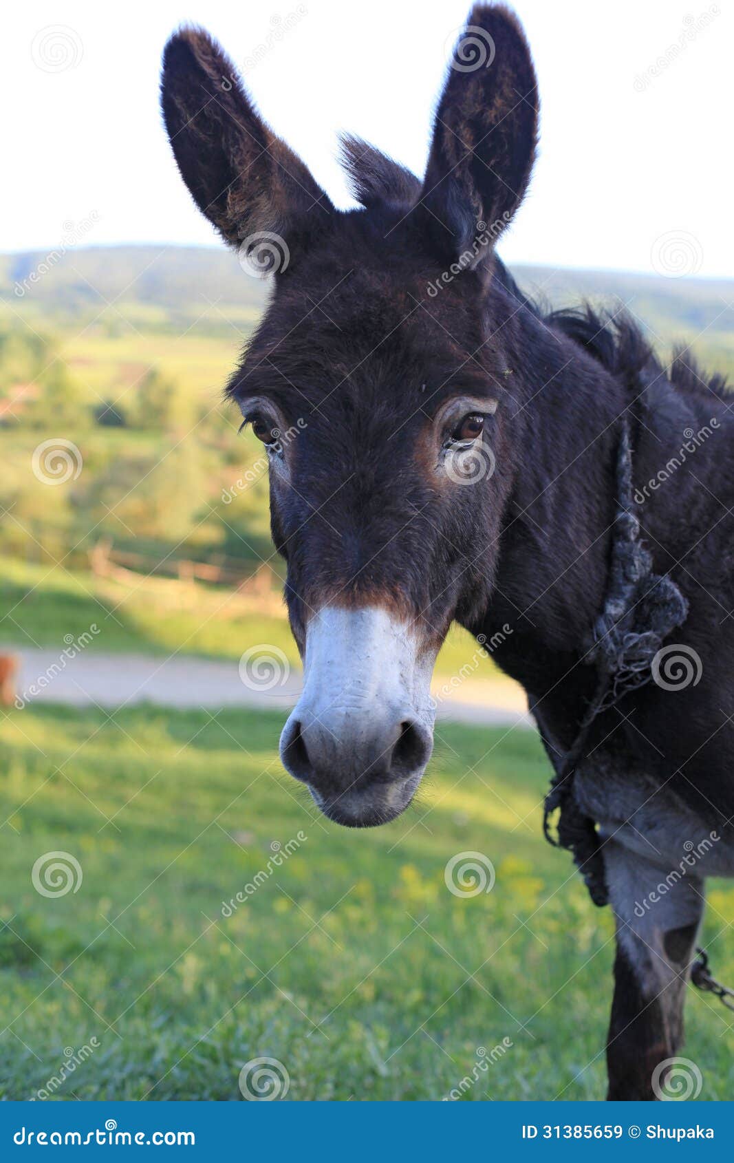 Donkey stock image. Image of exotic, humorous, georgia - 31385659