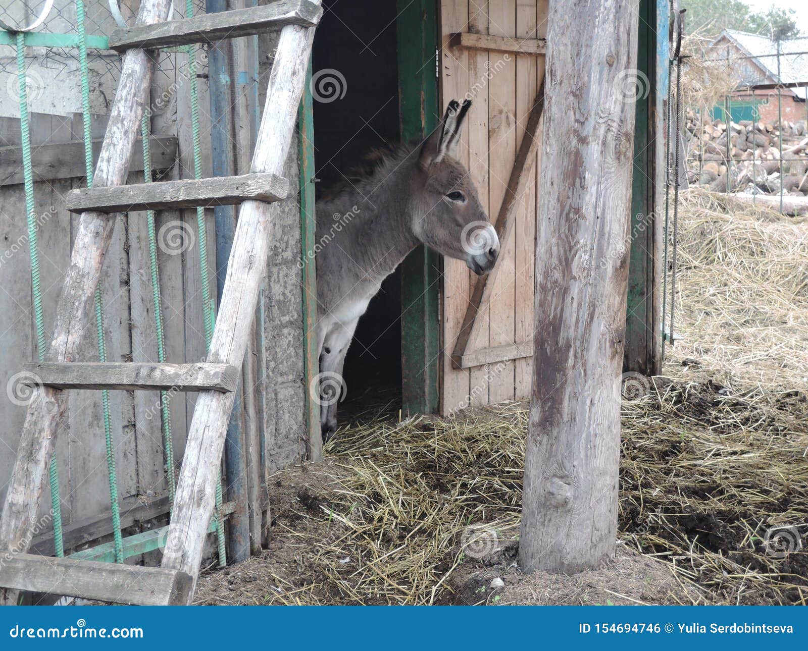 Donkey Looks Out of the Stable in the Farm Stock Photo - Image of ...