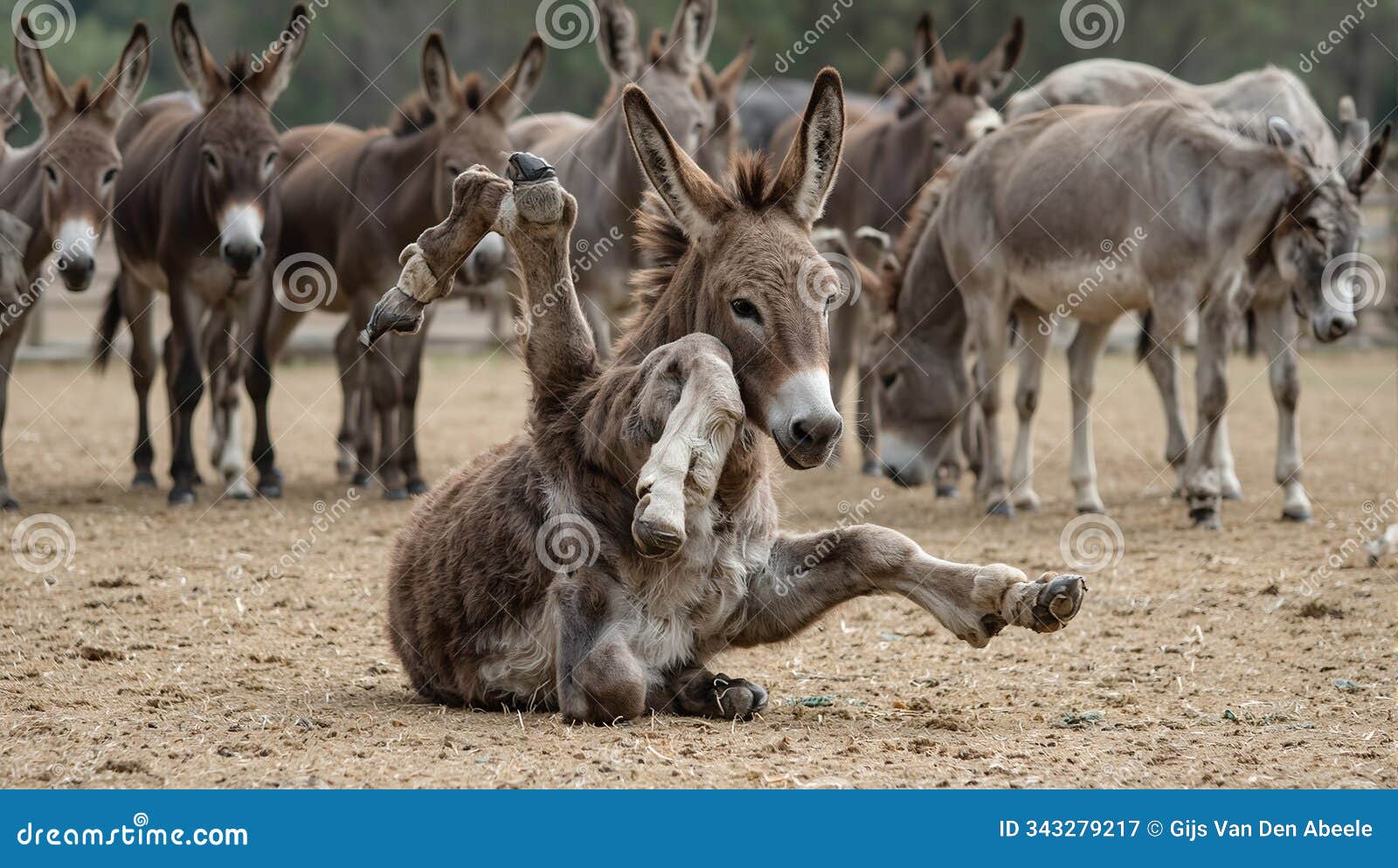 Donkey Lounging on Ground Other Donkeys Looking Surprised Stock ...