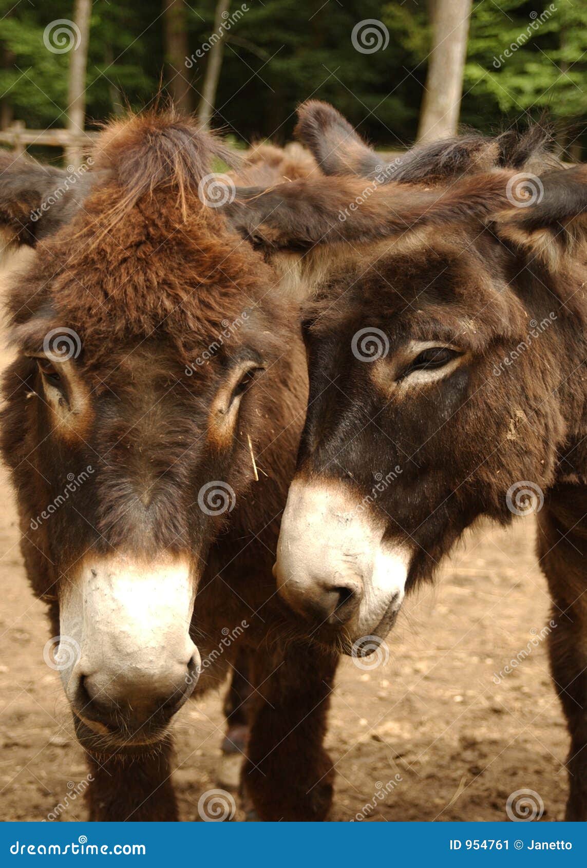 Donkey love stock image. Image of farm, brother, close - 954761
