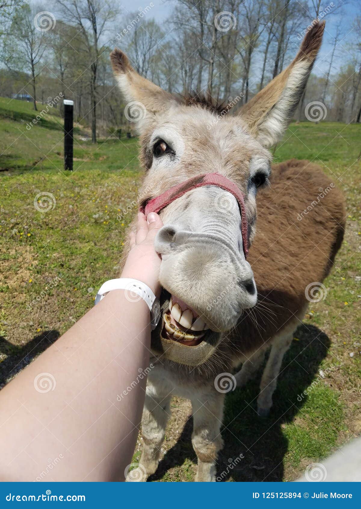 Donkey love stock photo. Image of loving, enjoying, love - 125125894