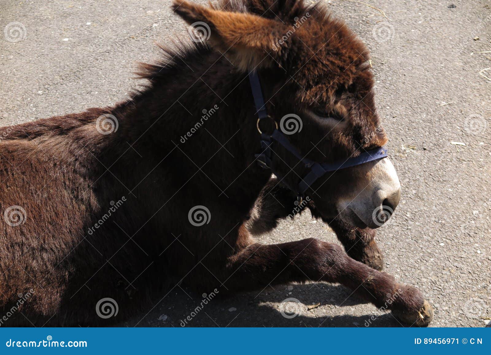 DONKEY LYING on the FLOOR stock image. Image of outside - 89456971