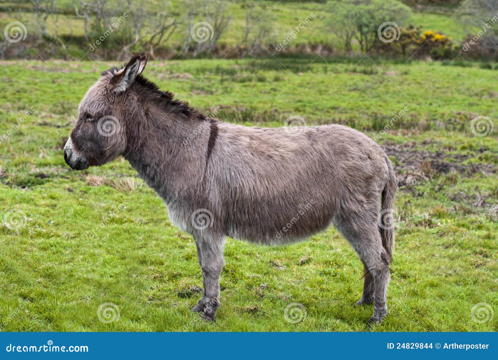 Grey donkey on meadow stock photo. Image of fairy, heaven - 24829844