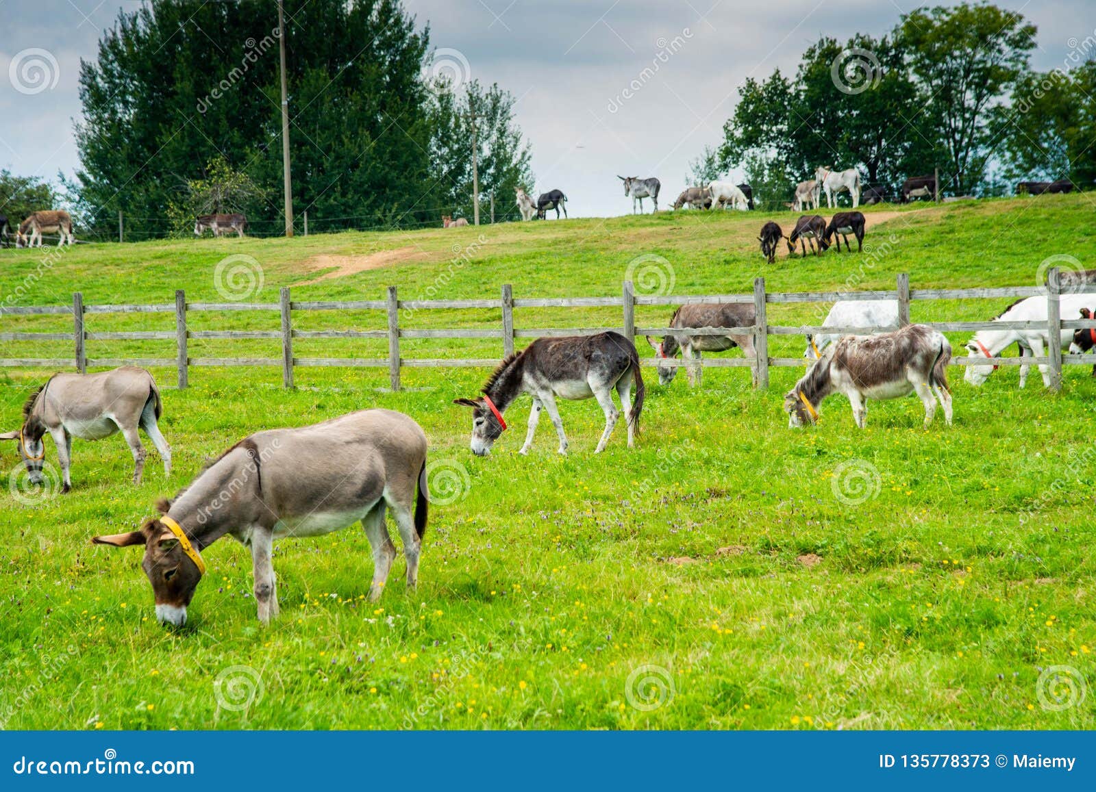 Donkey on a Meadow in the High Mountains in Summer Stock Image - Image ...