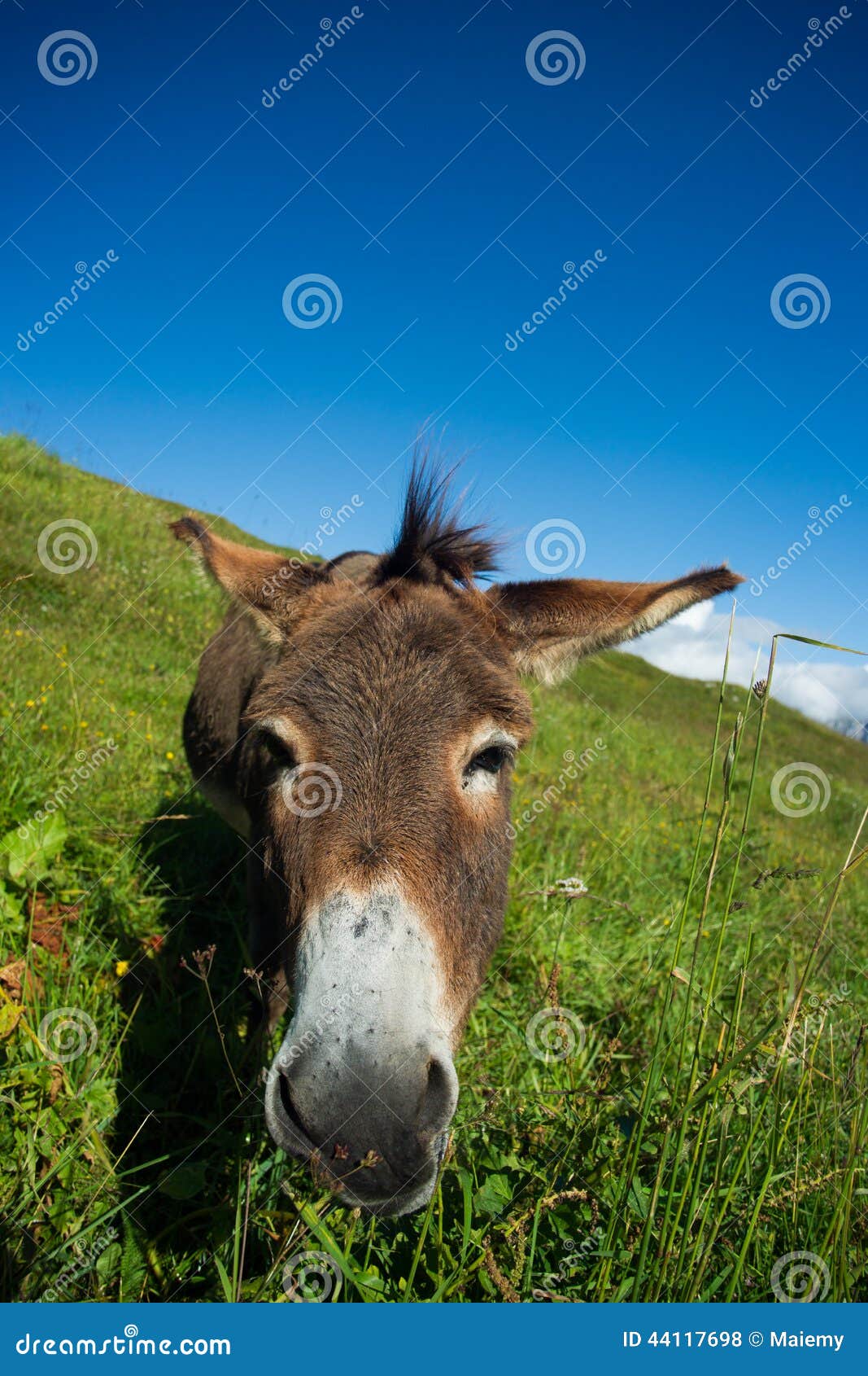 Donkey on a Meadow in the High Mountains in Summer Stock Photo - Image ...